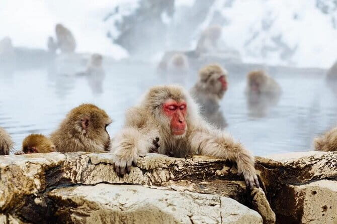 Myoko and Madarao Day Tour Snow Monkeys, Zenkoji and Sake - The Value of This Tour
