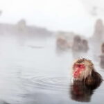 Nagano Private: Snow Monkeys & Obuse Hokusai, Sake, Miso - Authentic Experiences and Authenticity