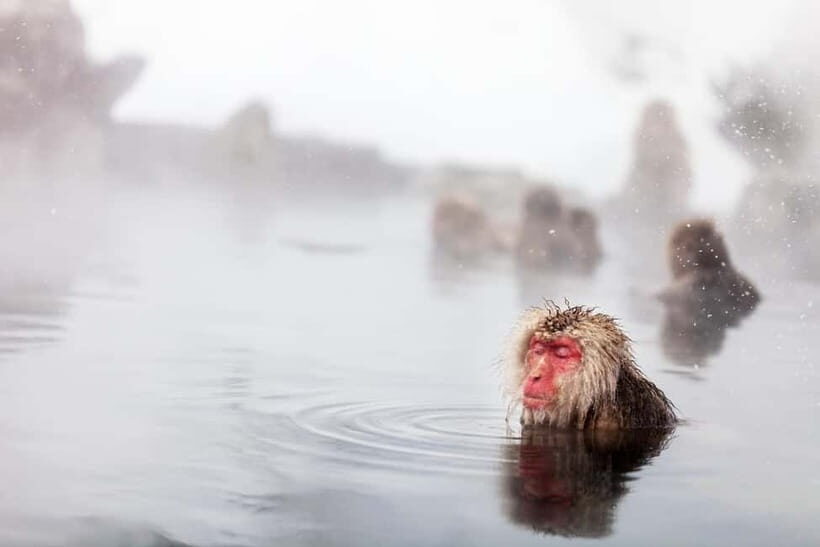 Nagano Private: Snow Monkeys & Obuse Hokusai, Sake, Miso - Authentic Experiences and Authenticity