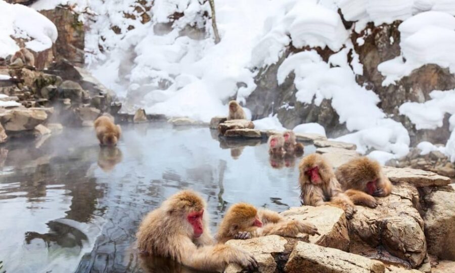 Nagano: Snow Monkeys, Zenko-ji Temple, and Lake Nojiri Tour - Who Will Love This Tour?
