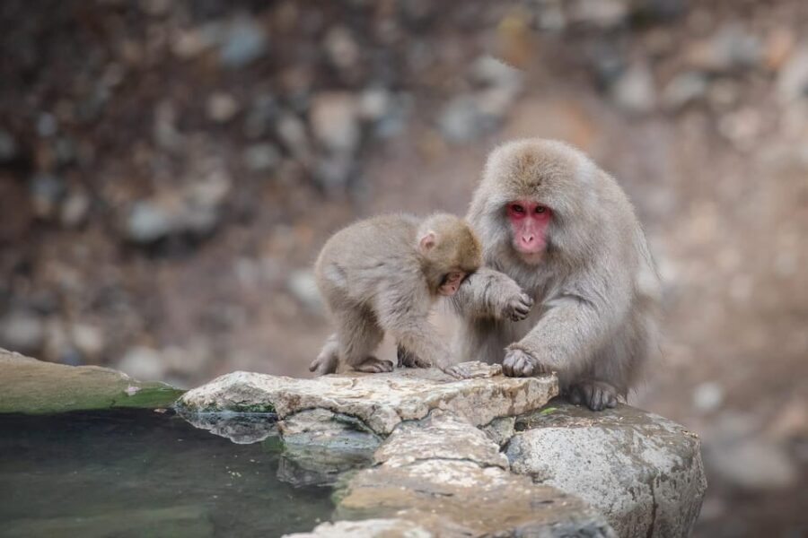 Nagano: Snow Monkeys, Zenkoji Temple & Sake Day Trip - Who Will Enjoy This Tour?