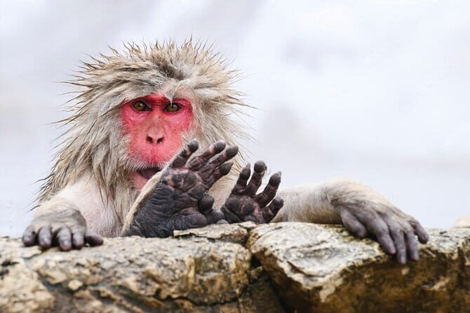 Naganos Snow Monkeys and Sake Tasting Day Tour - The Practicalities: What to Expect
