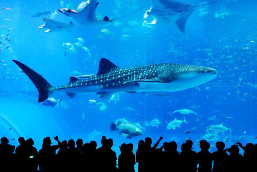 Naha: North Okinawa Sightseeing Tour & Churaumi Aquarium - Experience Highlights and Practical Considerations