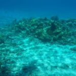 Naha: Tokashiki Day Trip & Kerama Islands Scuba Diving Trip - A Practical Overview of the Tour Experience
