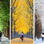 Nami Island, Apple Picking & Railbike Day Trip from Seoul - What Makes This Tour Stand Out?