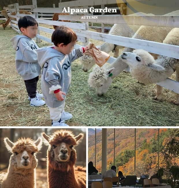 Nami Island, Railbike & Alpaca Garden Day Trip from Seoul - A Deep Dive into the Experience
