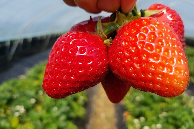 Nami Island & Strawberry Picking and Jam Making & Railbike - Who Will Love This Tour?