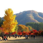 Nami & Maple Road & Theatre des Lumieres Day Tour from Seoul - Why This Tour Is a Great Choice