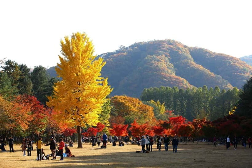 Nami & Maple Road & Theatre des Lumieres Day Tour from Seoul - Why This Tour Is a Great Choice