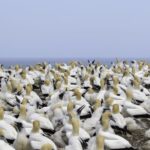 Napier: Cape Kidnappers Gannet, Nature & Sightseeing Tour - Final Thoughts: A Genuine, Value-Packed Experience