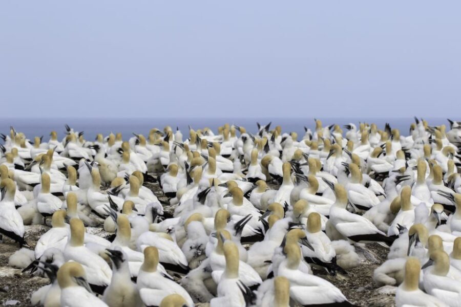 Napier: Cape Kidnappers Gannet, Nature & Sightseeing Tour - Final Thoughts: A Genuine, Value-Packed Experience