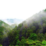 Nara: Discover a Giant Stone Buddha in the Forest Hills - What to Expect: A Journey into Nature and Spirit