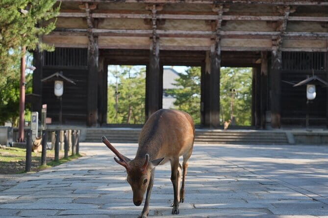 Nara Early Bird Tour (Osaka Departure Option) - Who Should Consider This Tour?