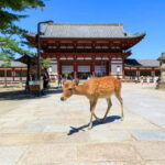 Nara: Enjoy the Highlights of Nara in 3 Hours - Who Should Consider This Tour?