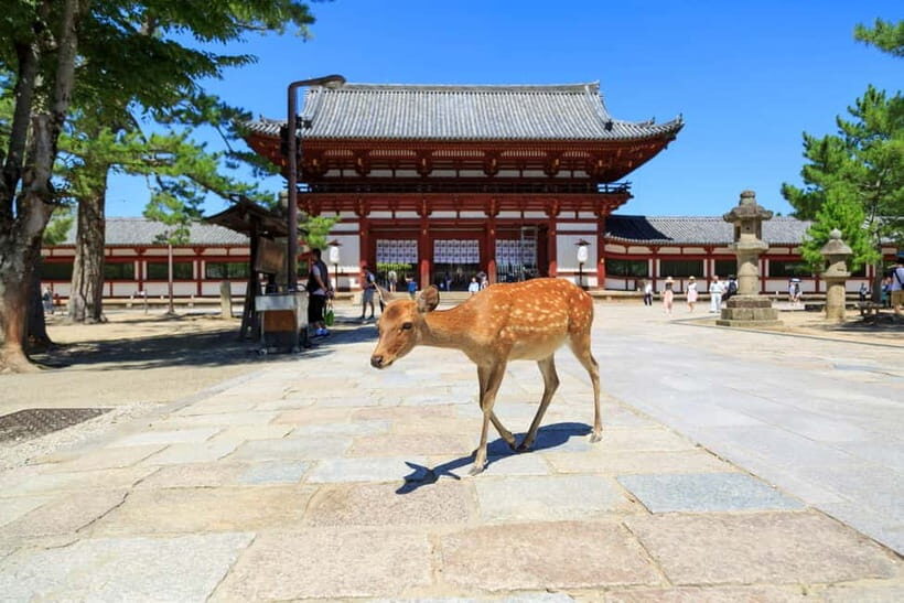 Nara: Enjoy the Highlights of Nara in 3 Hours - Who Should Consider This Tour?
