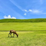 Nara: Hike Mt. Wakakusa and Encounter Wild Free-Roaming Deer - Frequently Asked Questions