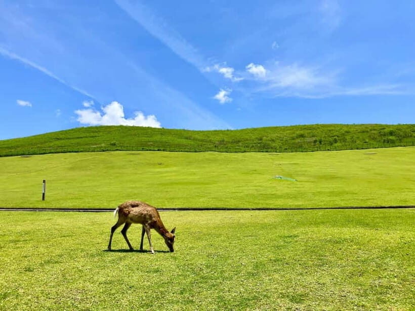 Nara: Hike Mt. Wakakusa and Encounter Wild Free-Roaming Deer - Frequently Asked Questions