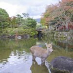 Nara: Private Walking Tour with a Local - The Value of a Local Guide