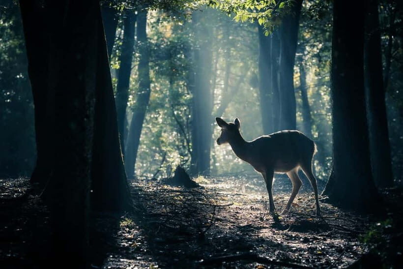 Nara: Sacred Morning Walk with Deer in the Mist - A Detailed Look at the Experience