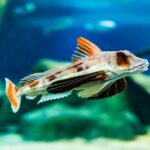 National Aquarium of New Zealand in Napier Native Icons Tour - FAQ