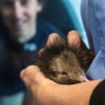 National Kiwi Hatchery - Kiwi Encounter Guided Tour - The Sum Up