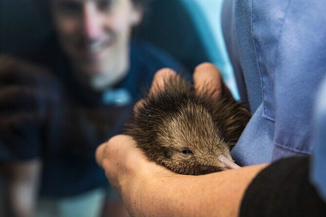 National Kiwi Hatchery - Kiwi Encounter Guided Tour - The Sum Up
