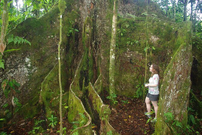 National Park Lava Cliffs and Black Sand Beach - Who Will Love This Tour?