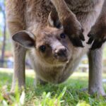 Nature and Wildlife: Australia in One Day - Private Tour - The Itinerary in Detail