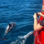 Nelson Bay: 1hr Dolphin Watch Express - What to Expect on Your Dolphin Watch