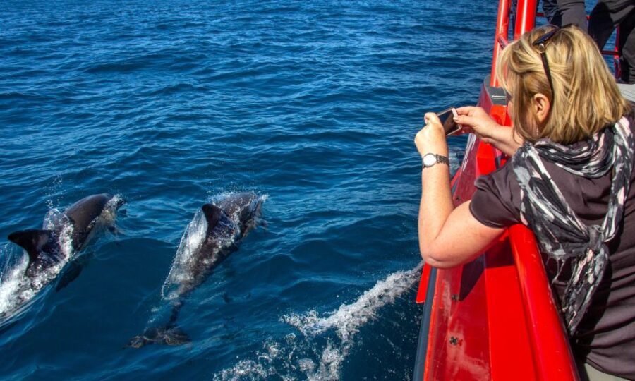 Nelson Bay: 1hr Dolphin Watch Express - What to Expect on Your Dolphin Watch