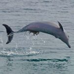 Nelson Bay: Dolphin Watch Cruise and Sail - Who Will Love This Experience?