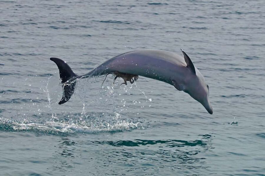 Nelson Bay: Dolphin Watch Cruise and Sail - Who Will Love This Experience?
