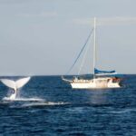Nelson Bay: Whale and Dolphin Watching Catamaran Cruise - FAQ