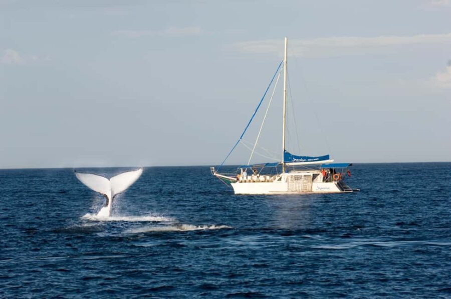 Nelson Bay: Whale and Dolphin Watching Catamaran Cruise - FAQ