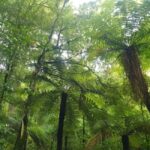 Nelson: Nelson Lakes National Park Day Trip with Lunch - Practical Details and Tips