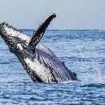 Newcastle: Humpback Whale Watching Cruise and Harbor Tour - The Itinerary in Detail