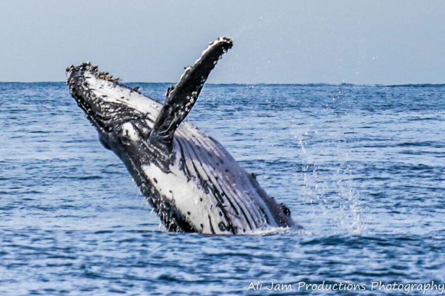 Newcastle: Humpback Whale Watching Cruise and Harbor Tour - The Itinerary in Detail