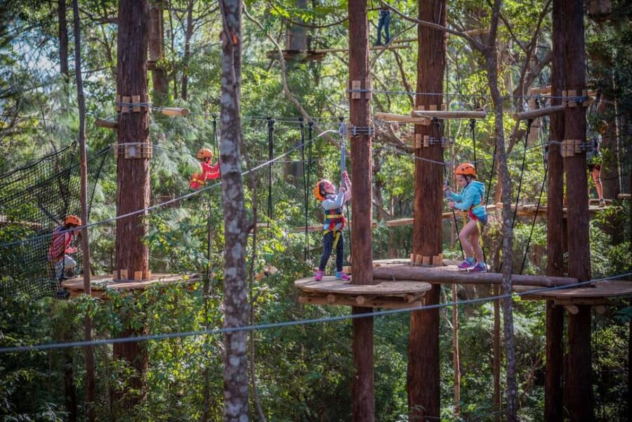 Newcastle: Junior Tree Ropes Course - The Experience in Detail