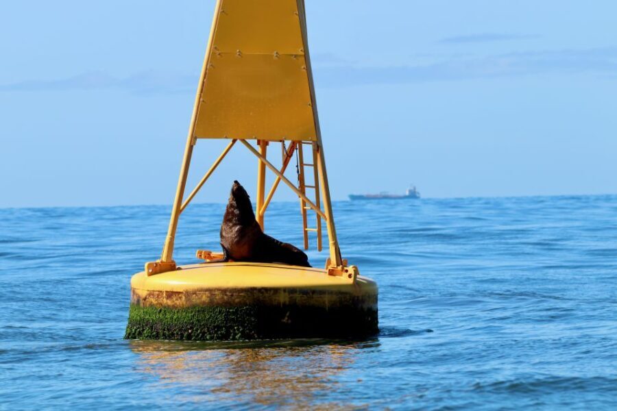 Newcastle: Small Group Humpback Whale Encounter Tour - The Sum Up