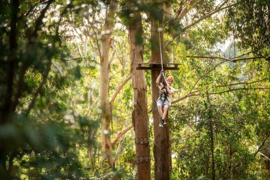 Newcastle: Tree Ropes Course Adventure - What Makes It Stand Out?