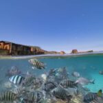 Newport: Moreton Island Snorkeling Tour with Lunch - The Real Traveler Insights