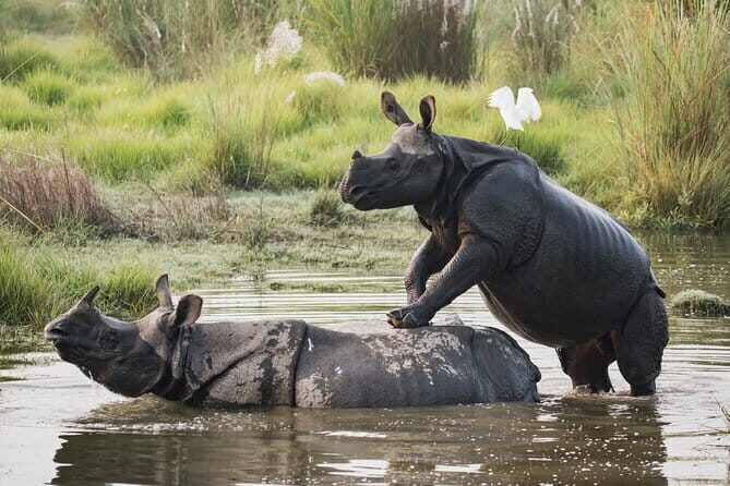 Night Stay in Chitwan National Park, 2 Nights 3 Days Package - Authenticity and Unique Experiences