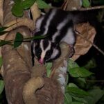 Night Walk in Cairns Botanic Gardens - Let's Go Buggin - Who Will Love This Experience?