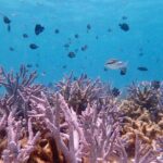 Ningaloo Reef Snorkel Adventure - Final Thoughts