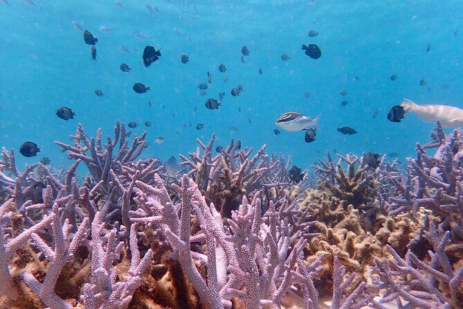 Ningaloo Reef Snorkel Adventure - Final Thoughts