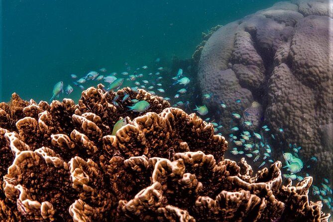 Ningaloo Reef Snorkel and Wildlife Adventure - A Closer Look at the Itinerary