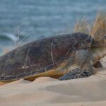 Ningaloo Turtle Watching and Stargazing Tour - What Travelers Say and What It Means for You