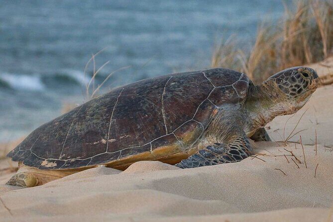 Ningaloo Turtle Watching and Stargazing Tour - What Travelers Say and What It Means for You