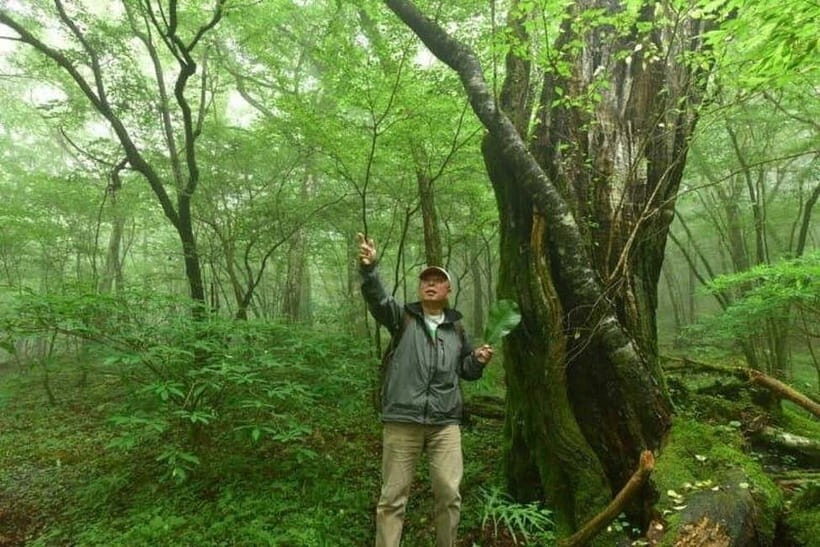 Nishiusuzuka: Fuji Forest Hiking Tour with Guide & Transfer - The Sum Up: Who Should Consider This Tour?