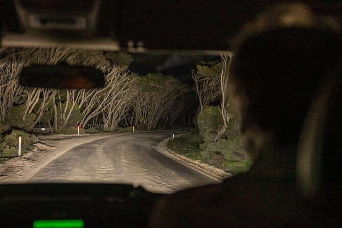 Nocturnal Tour of Kangaroo Island - What Sets This Tour Apart?